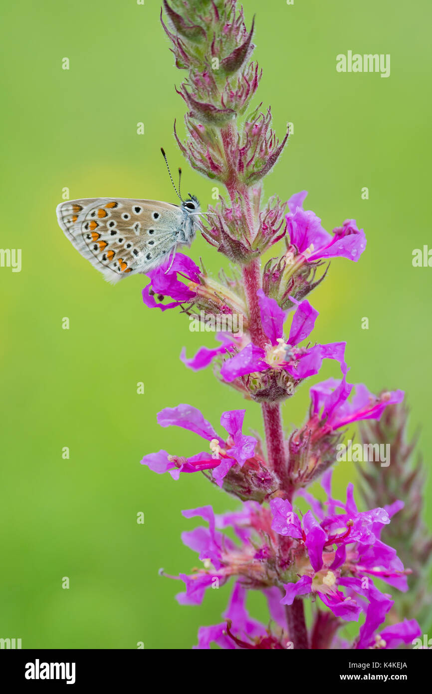 Loosestrife lythrum salicaria butterfly hi-res stock photography and ...