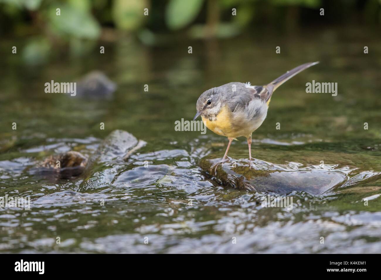 Grey wagtail (Motacilla cinerea), young bird, on stone in a brook bed ...