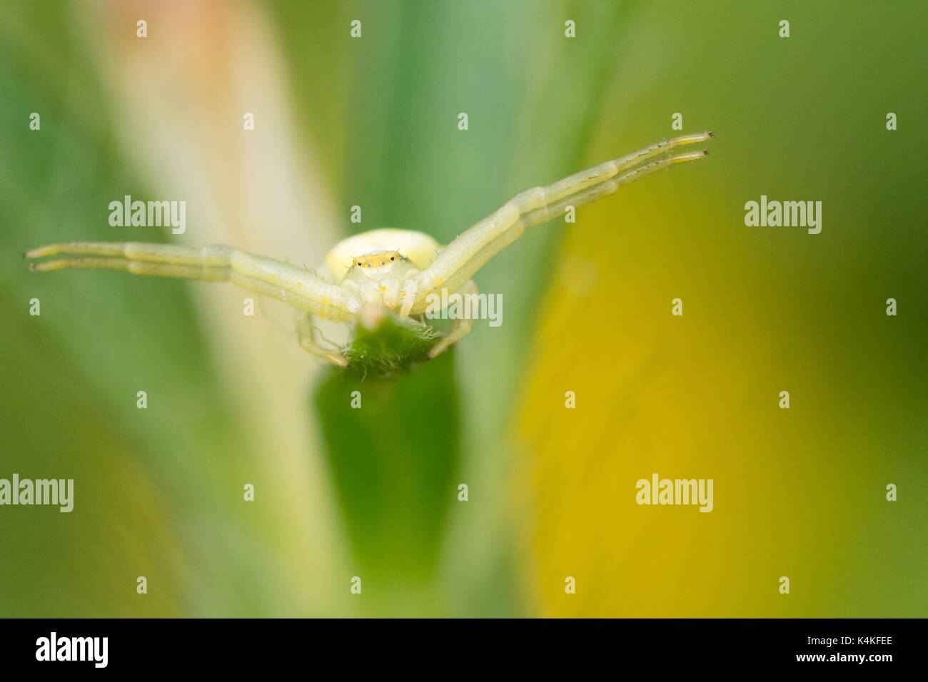 Goldenrod crab spider (Misumena vatia), in hunting position on plant ...