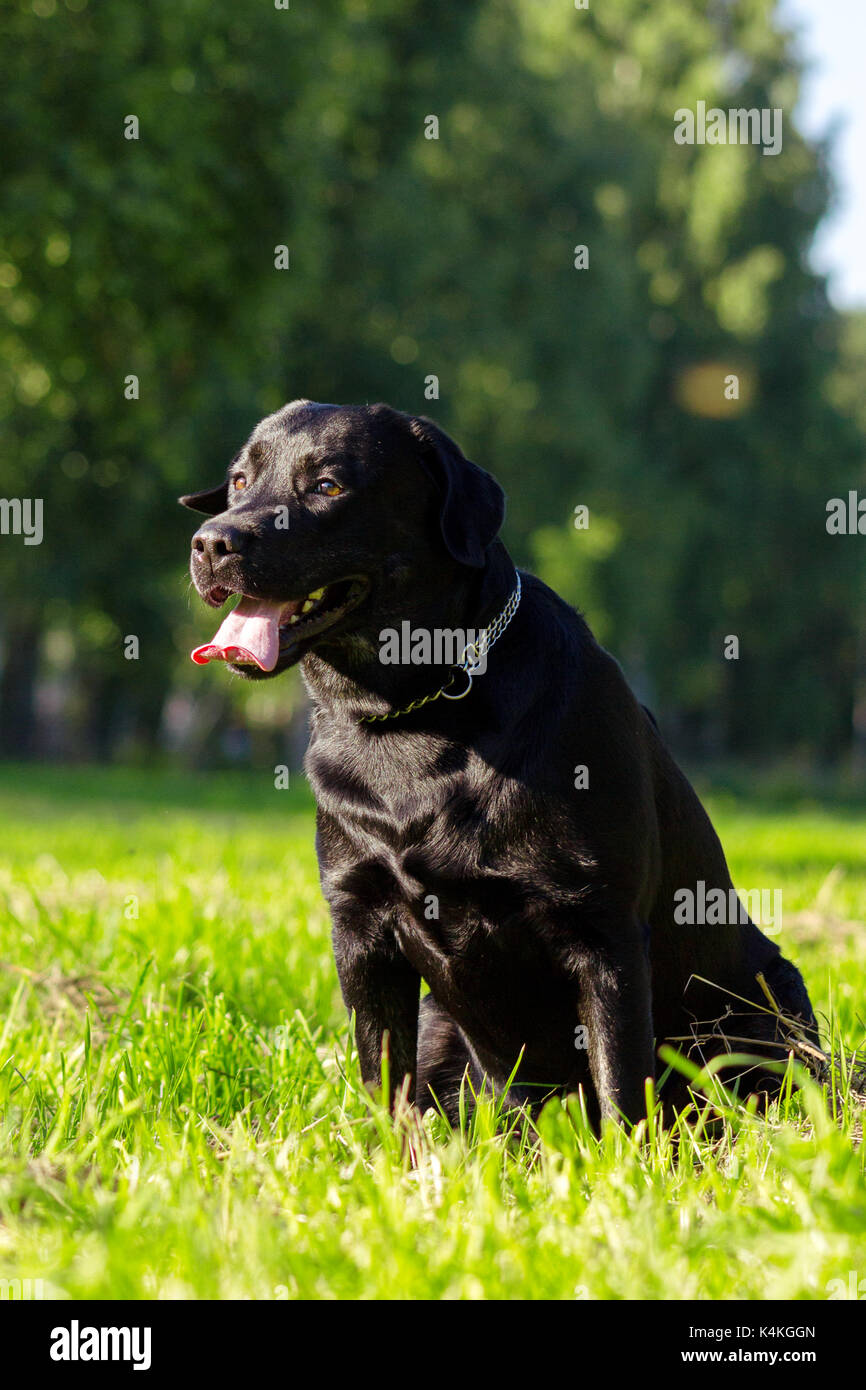Young black labrador retriever sticking out tongue and looking forward ...