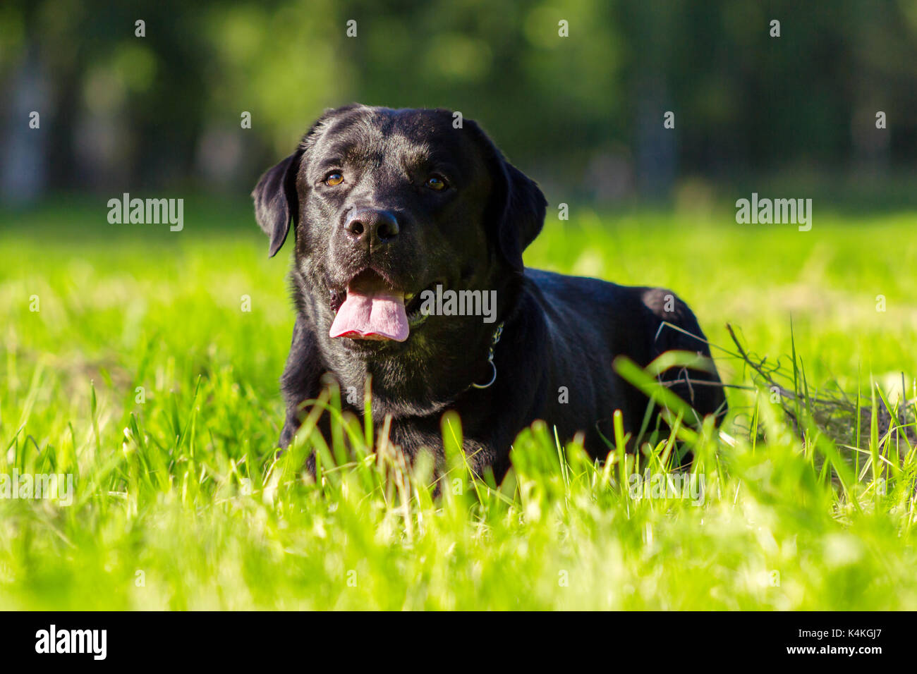 Young black labrador retriever sticking out tongue and looking forward ...