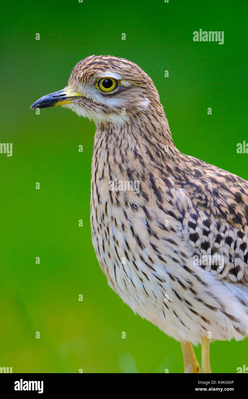 Spotted Thick-knee (Burhinus capensis) Baden-Württemberg, Germany Stock ...
