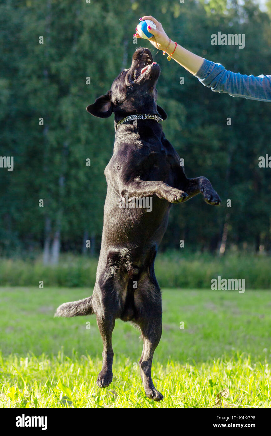 Black labrador retriever execute the command dance on blurred green ...