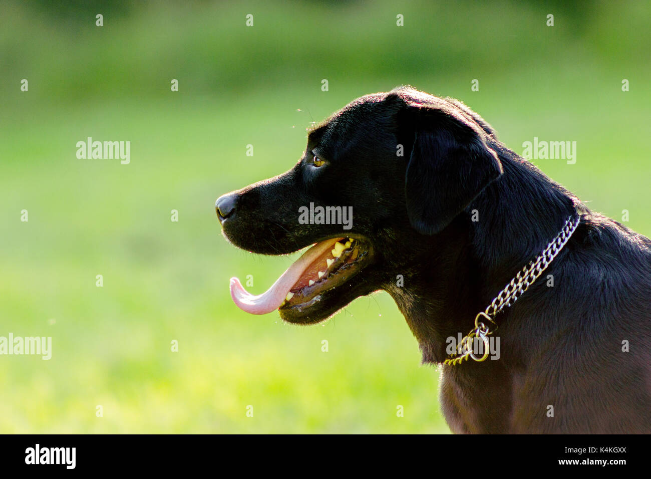 Black labrador retriever looking forward and sticking out tongue on ...