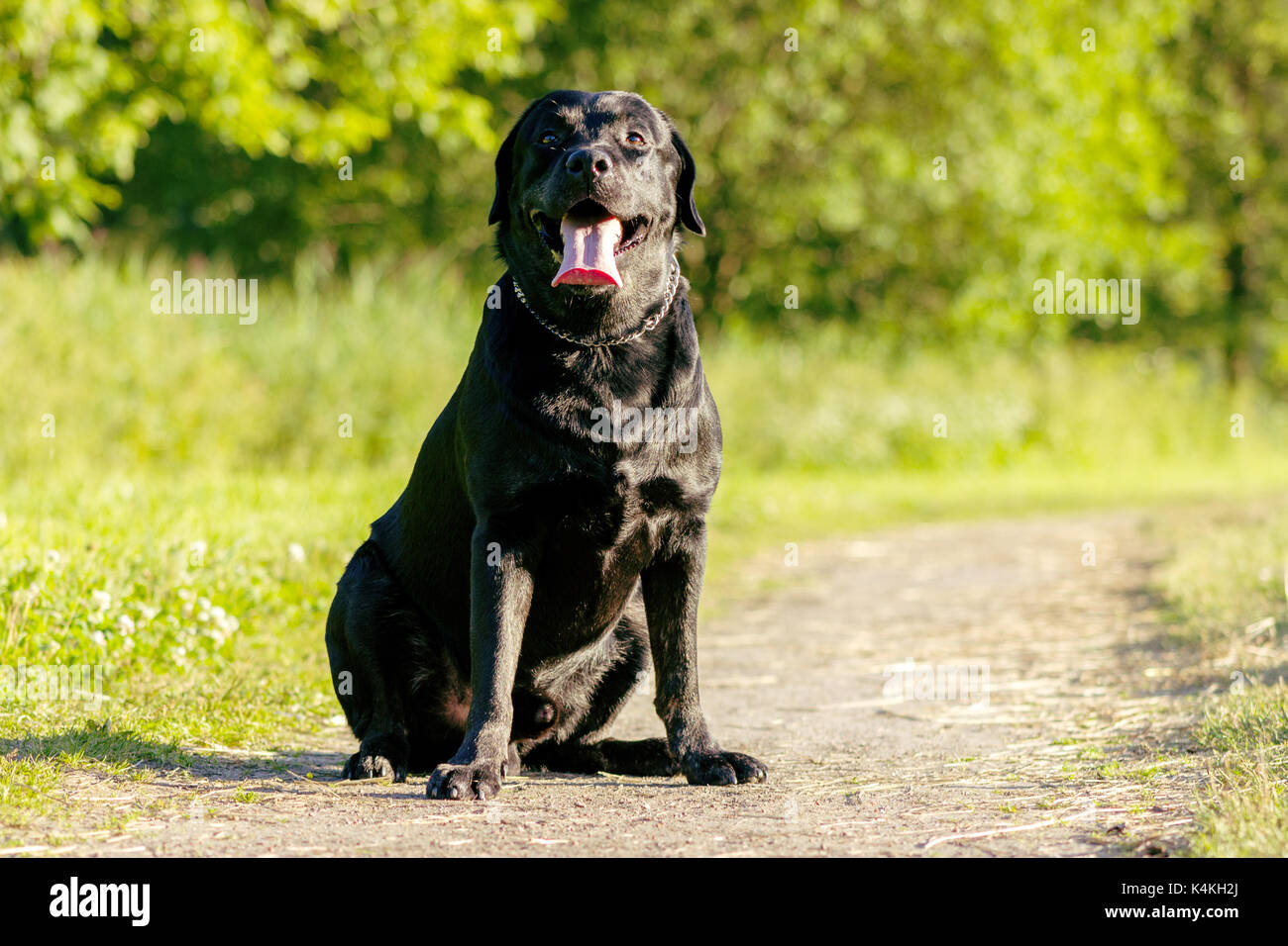 Black labrador retriever execute the command sit on pathway Stock Photo ...