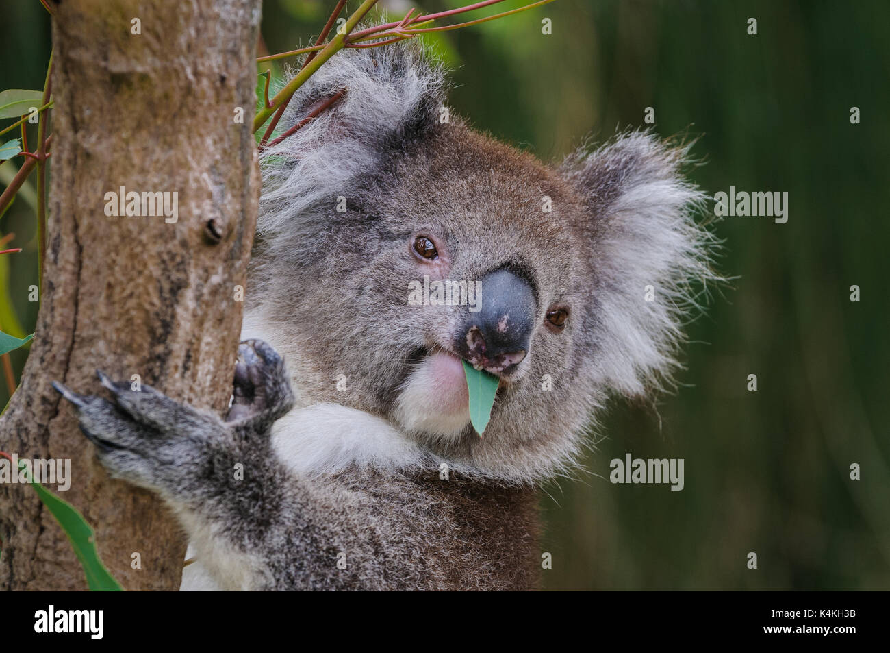 Koala hanging in tree hi-res stock photography and images - Alamy