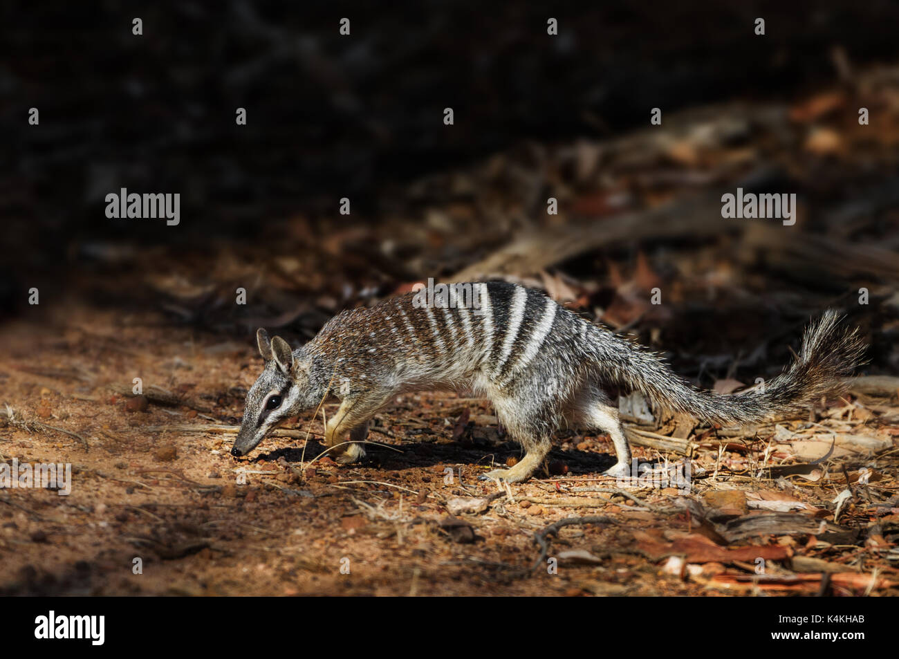 Endangered Numbat foraging for termites Stock Photo - Alamy