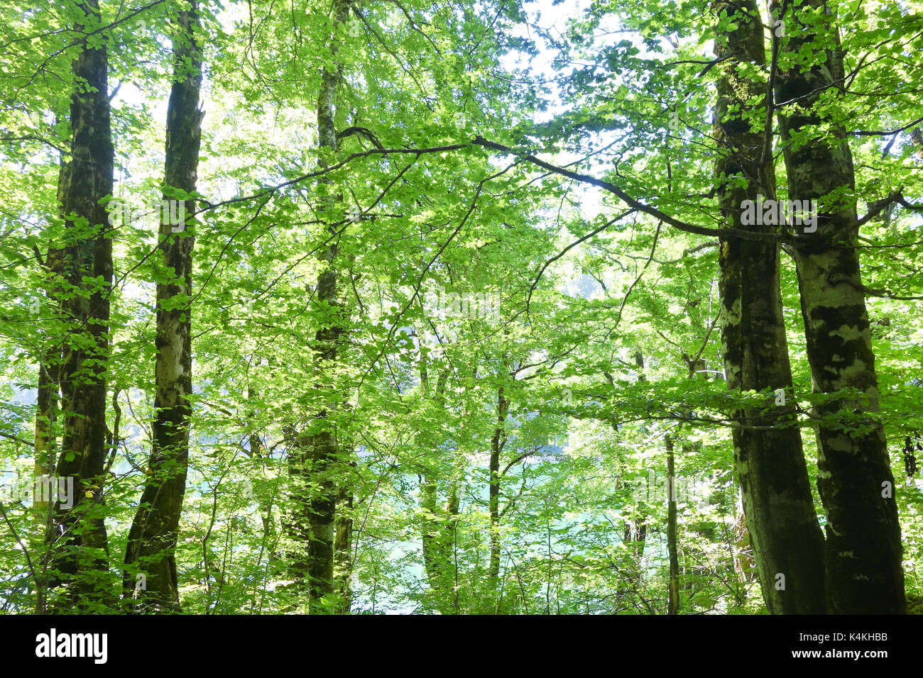 National park Biogradska mountain, Montenegro Stock Photo - Alamy