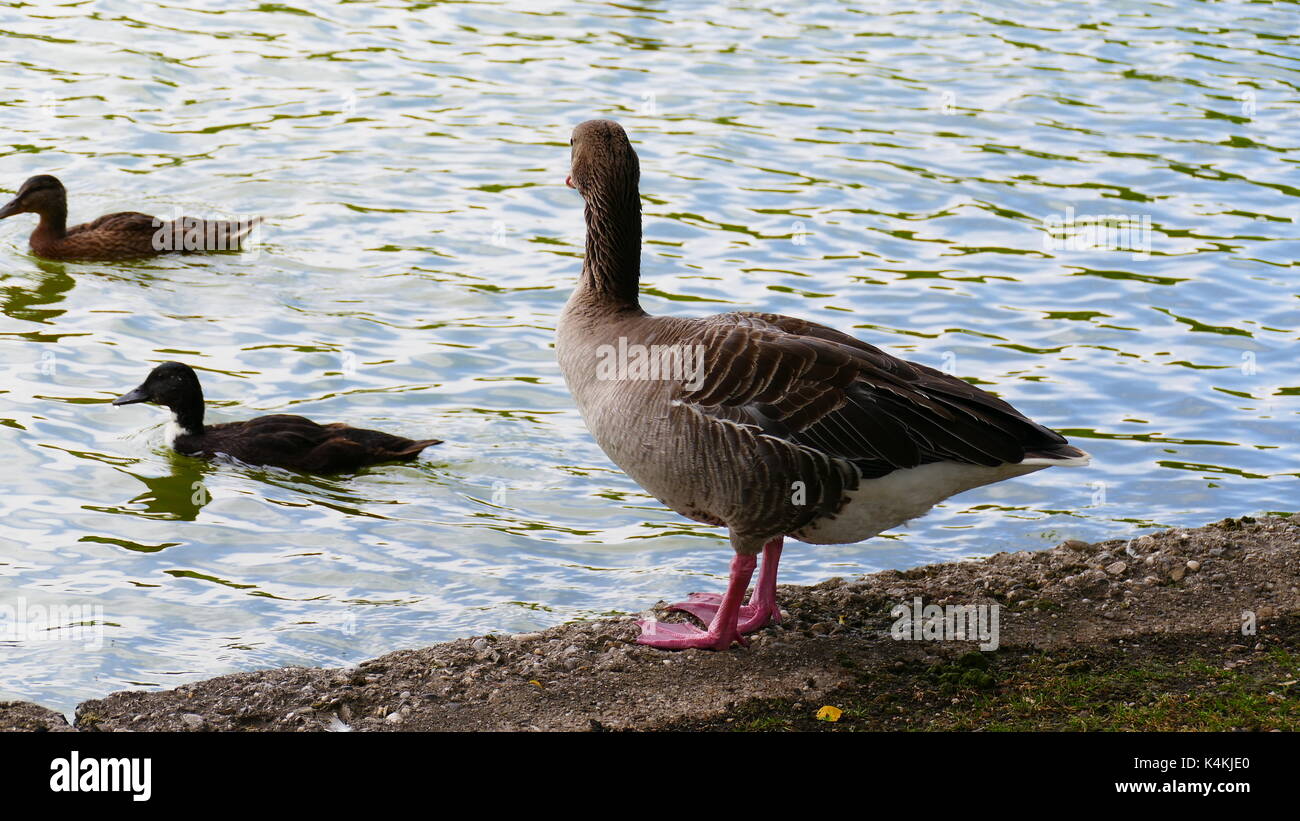 Swan foot hi-res stock photography and images - Alamy