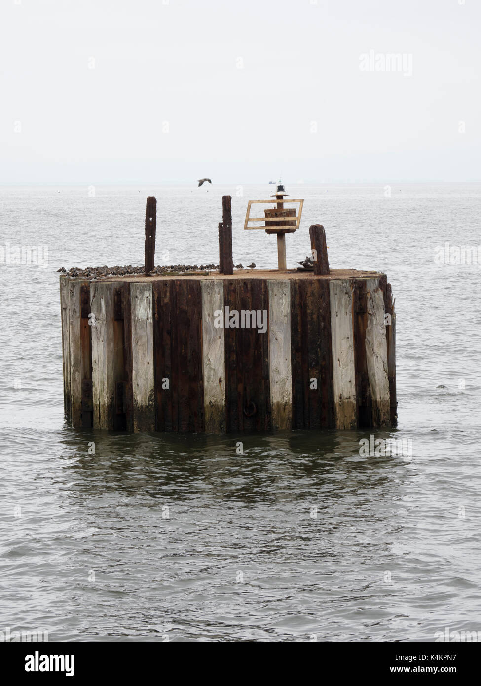 Whitstable harbour birds hi-res stock photography and images - Alamy