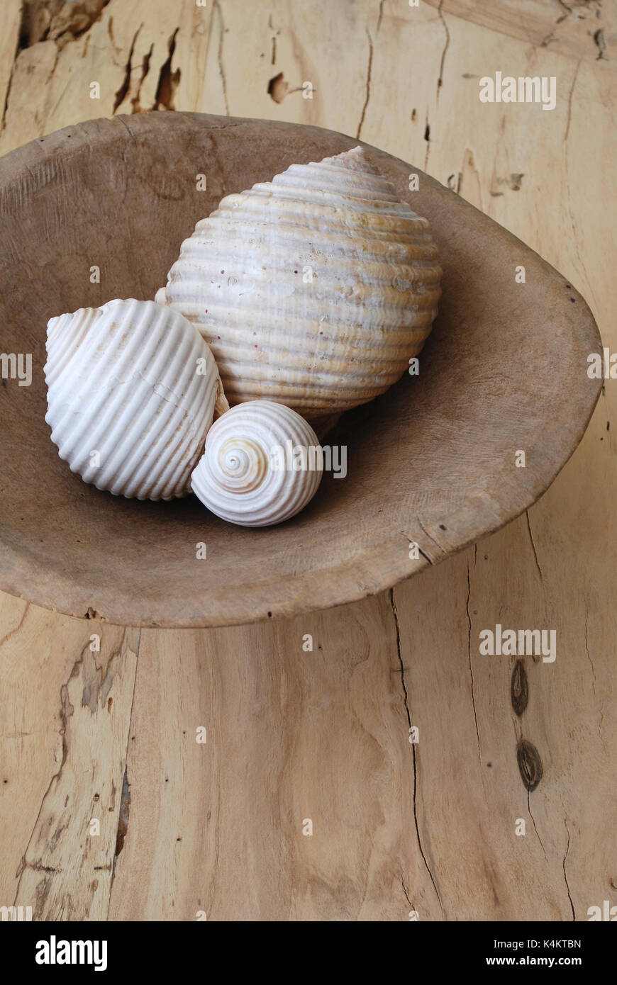 Seashells in a rustic wooden bowl, Costalegre, Cabo Corrientes, Mexico ...