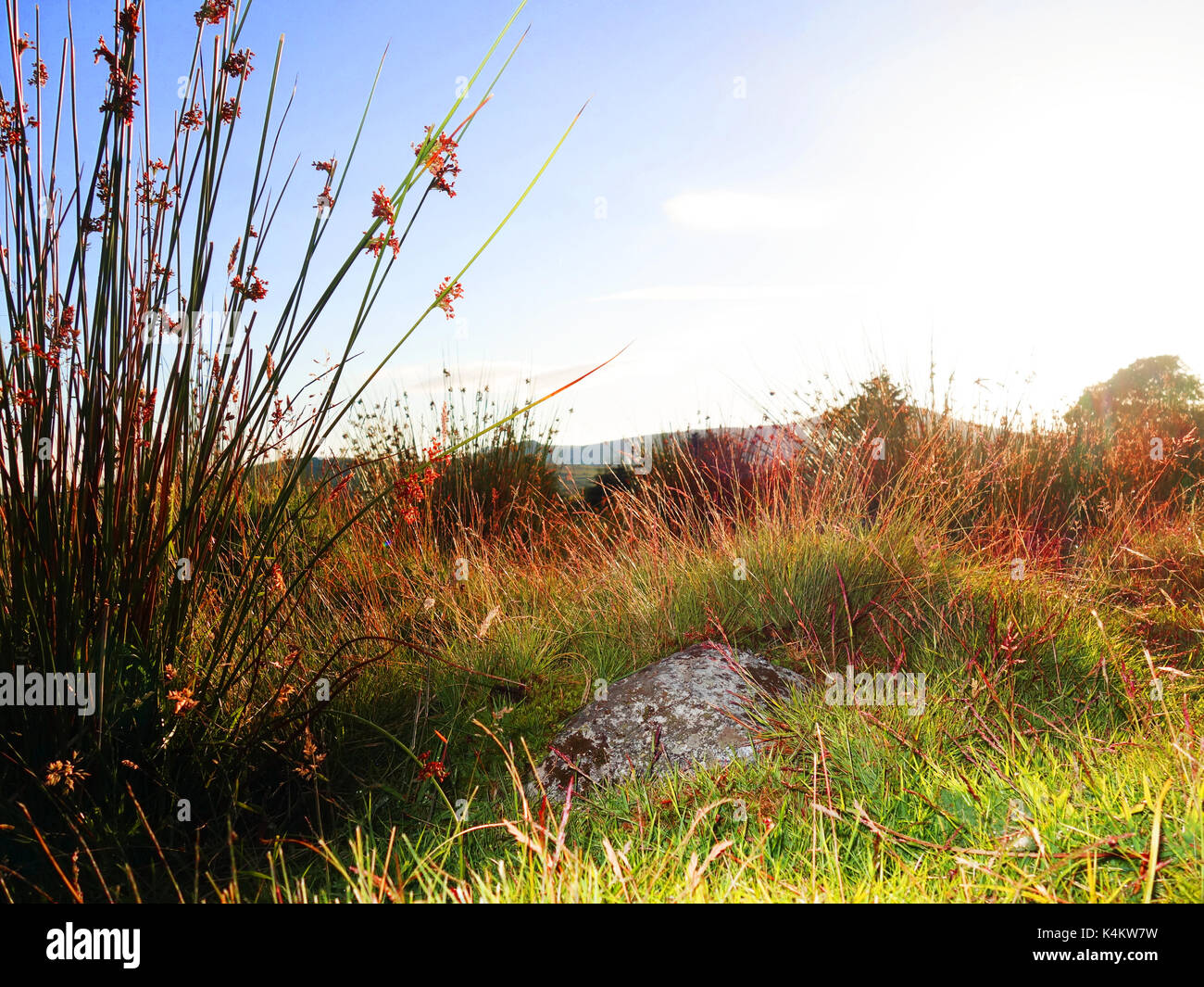 natural landscape and trees Stock Photo - Alamy