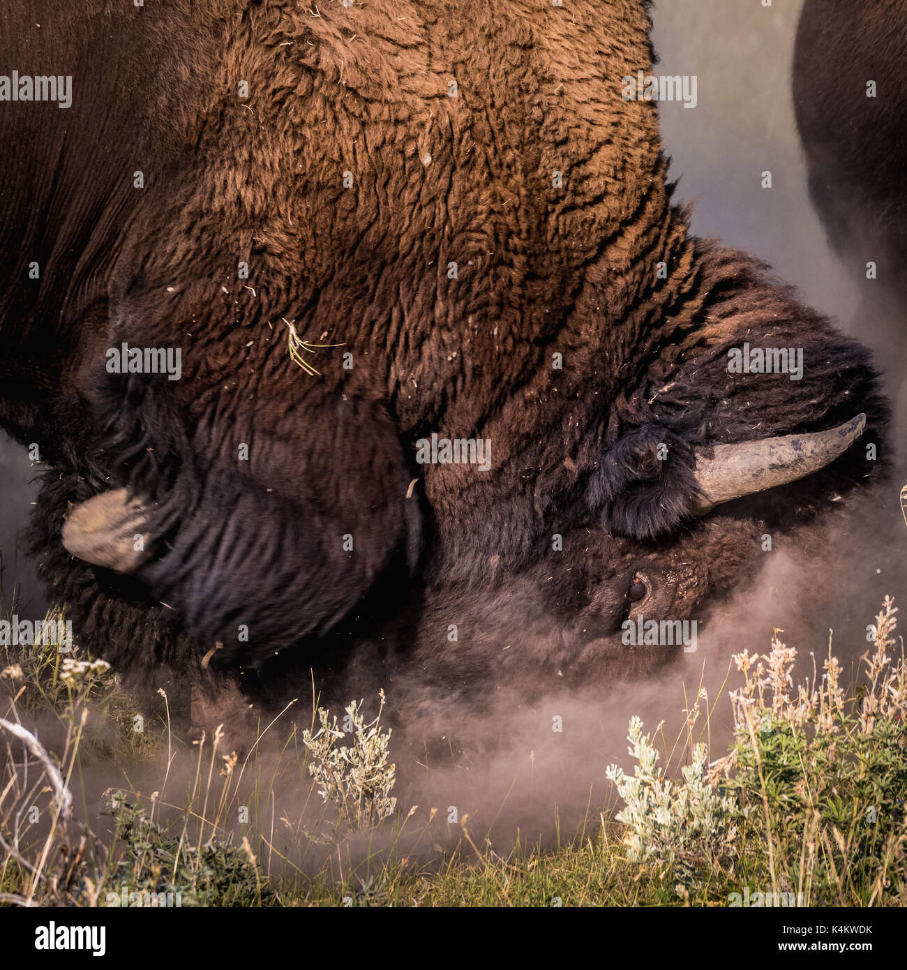 Male Bison Rubs Face in Dirt as power status Stock Photo - Alamy