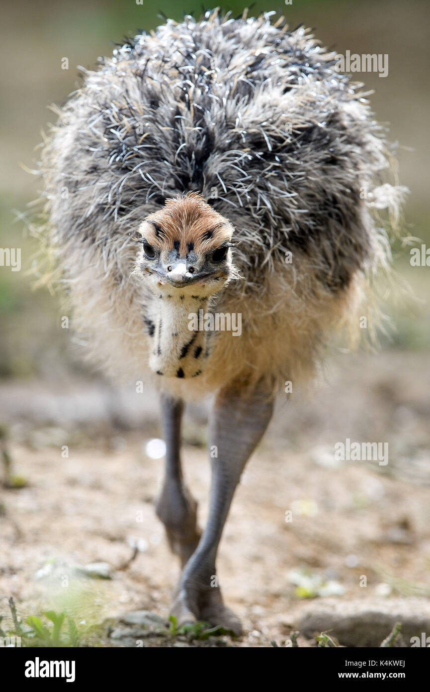 Baby Ostrich