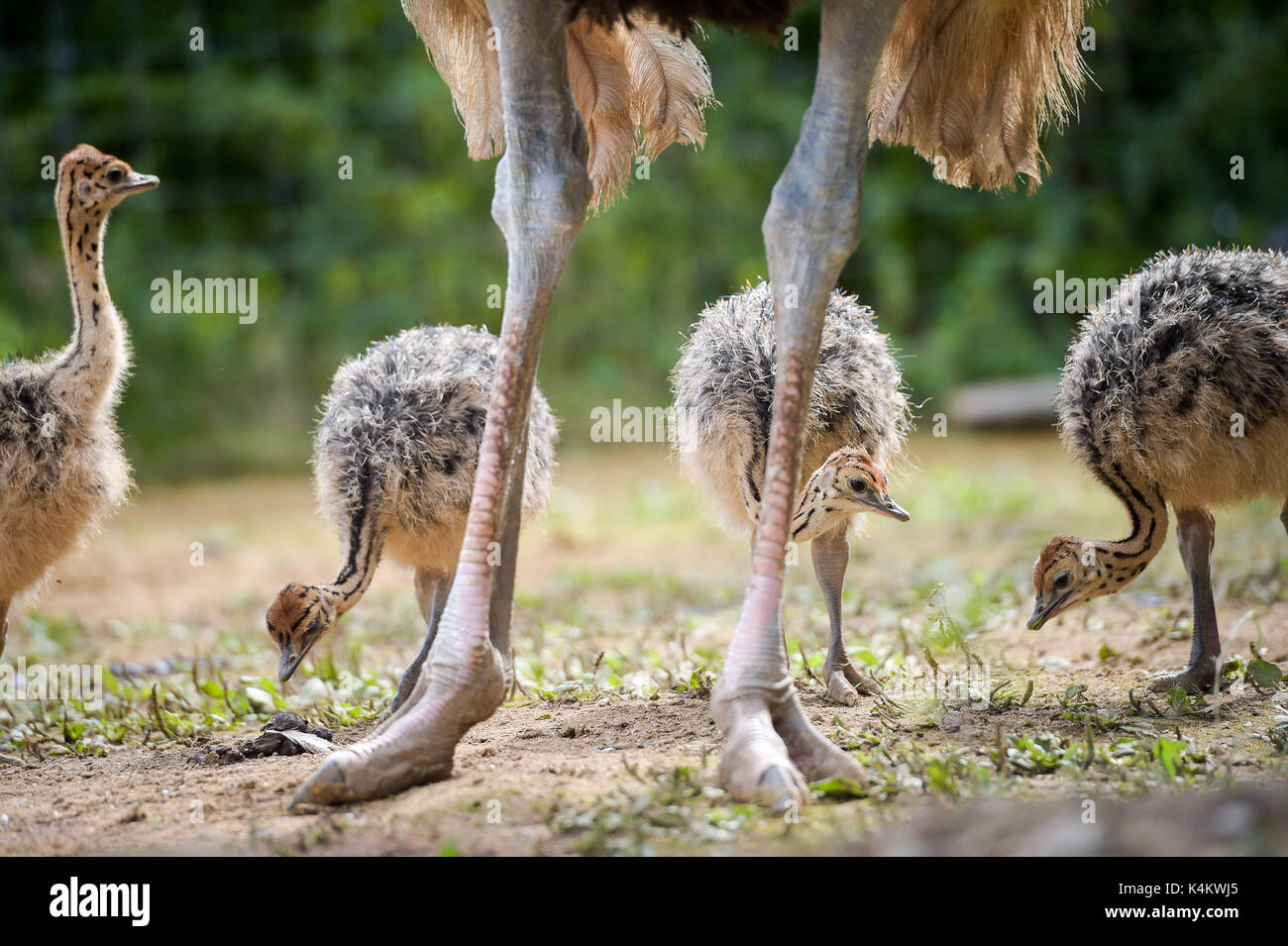 Newborn baby ostriches at Noah's Ark Zoo Farm in Wraxall, Somerset ...
