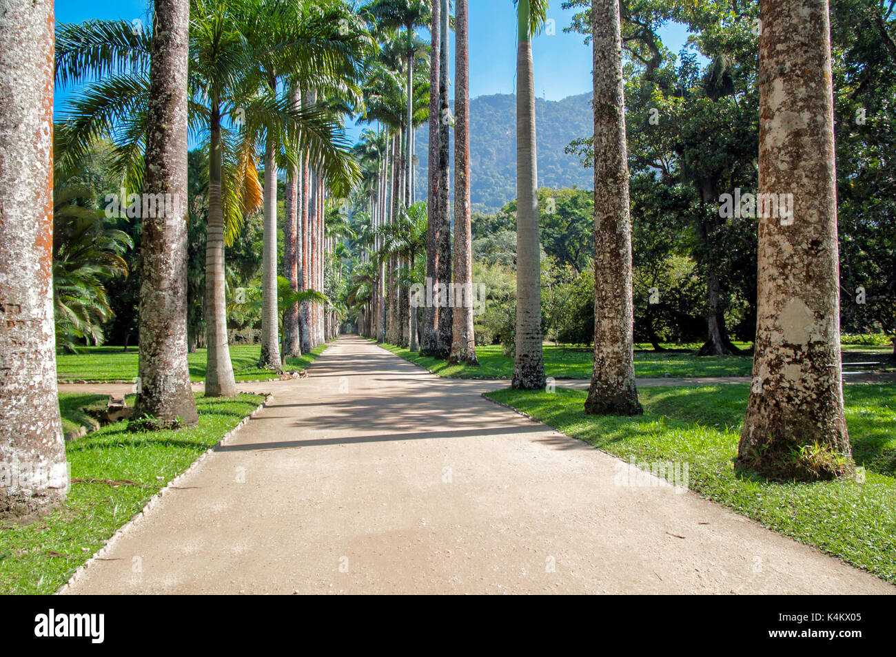 Rio de Janeiro botanical garden Stock Photo - Alamy