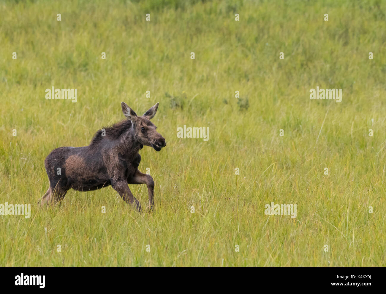 Moose Calf Prances Through Grassy Field with copy space to right Stock ...