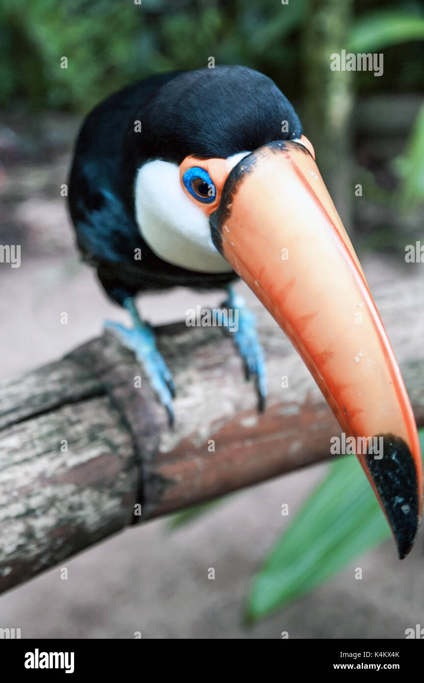 Tucan macro hi-res stock photography and images - Alamy
