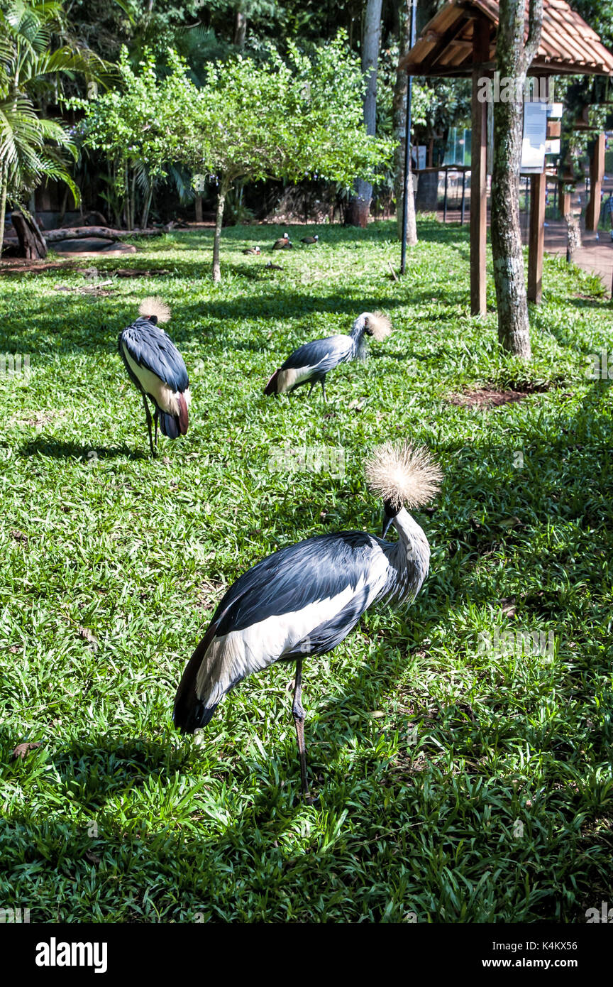 African Crowned Crane Stock Photo - Alamy