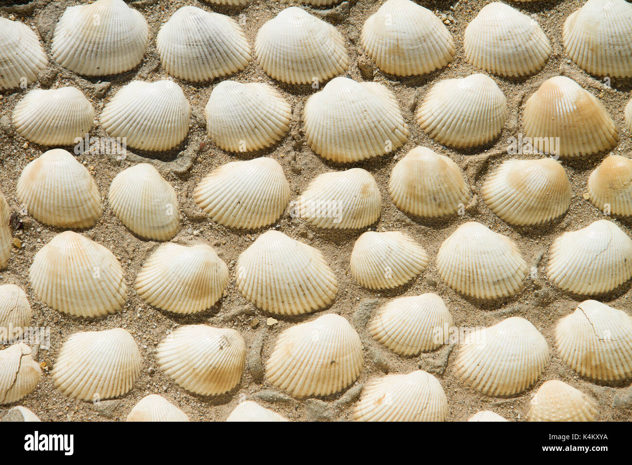 Sea shells on the plaster wall as a background Stock Photo - Alamy