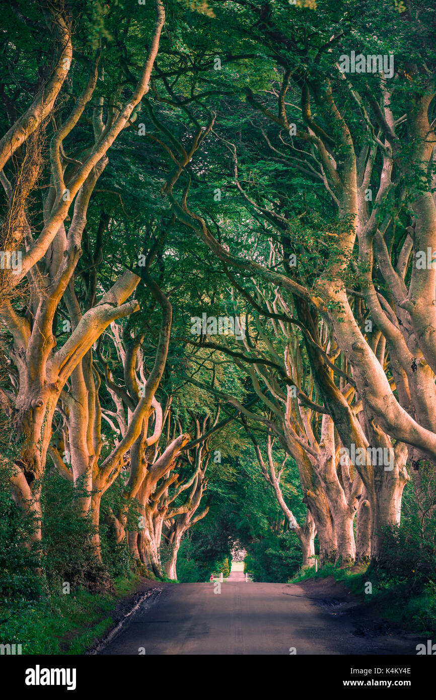 The Dark Hedges is an avenue of beech trees along Bregagh Road between ...