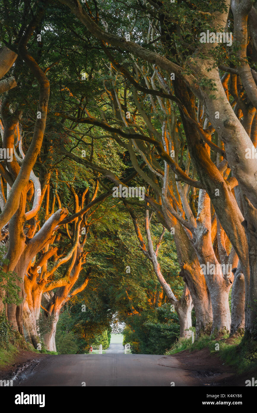 The Dark Hedges is an avenue of beech trees along Bregagh Road between ...