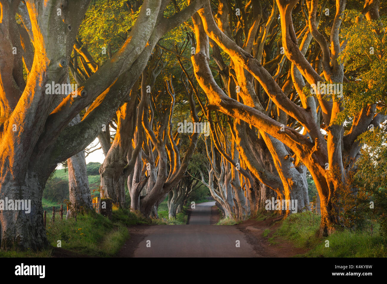 Ancient tree northern ireland High Resolution Stock Photography and ...