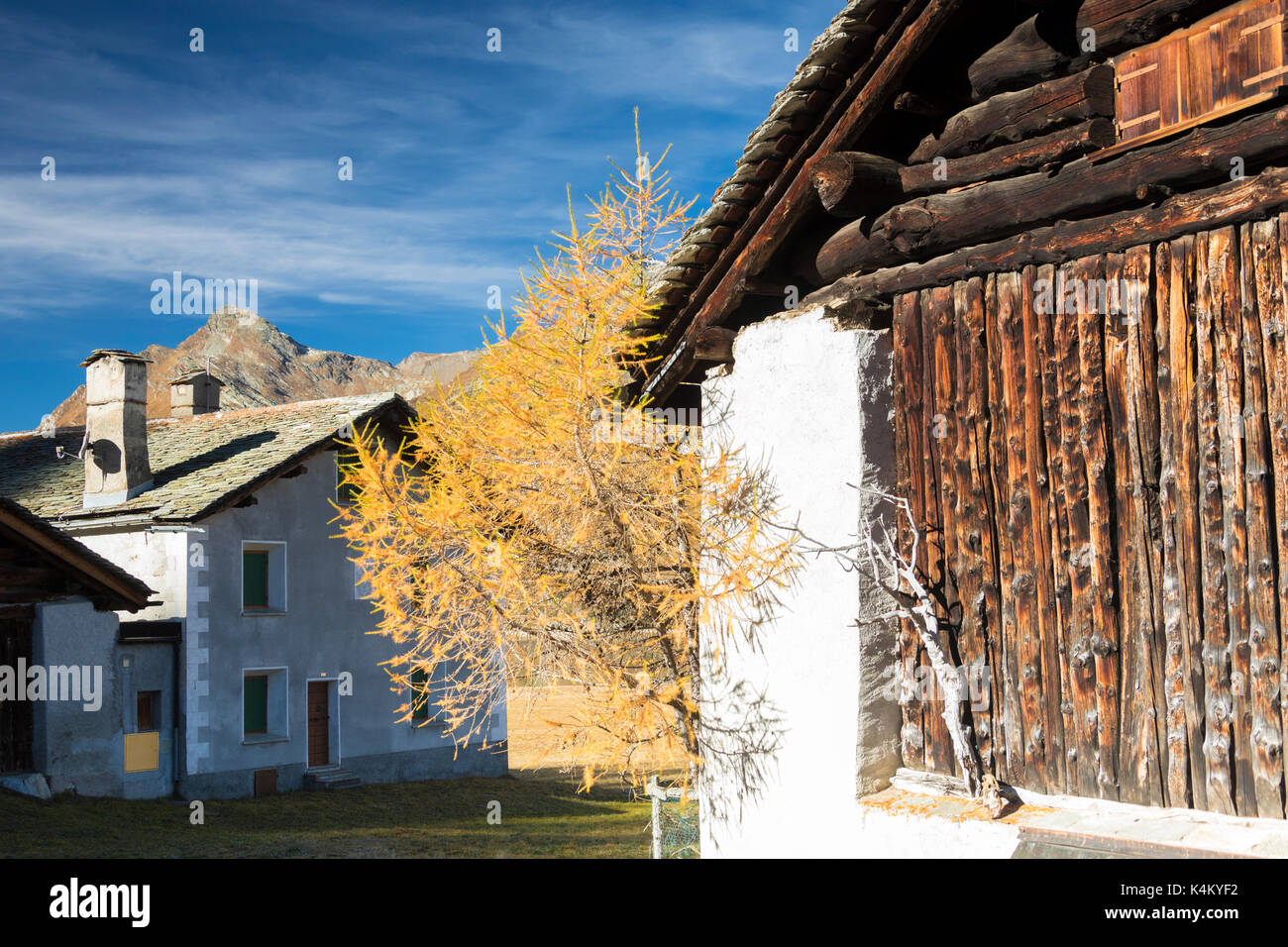 Yellow larch frames the typical wooden hut of the alpine village Isola ...