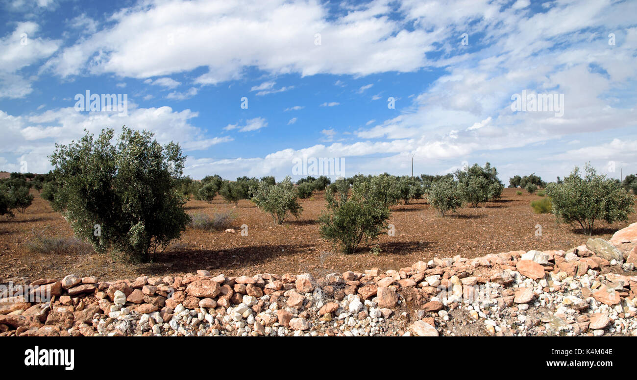 Argan tree forest hi-res stock photography and images - Alamy