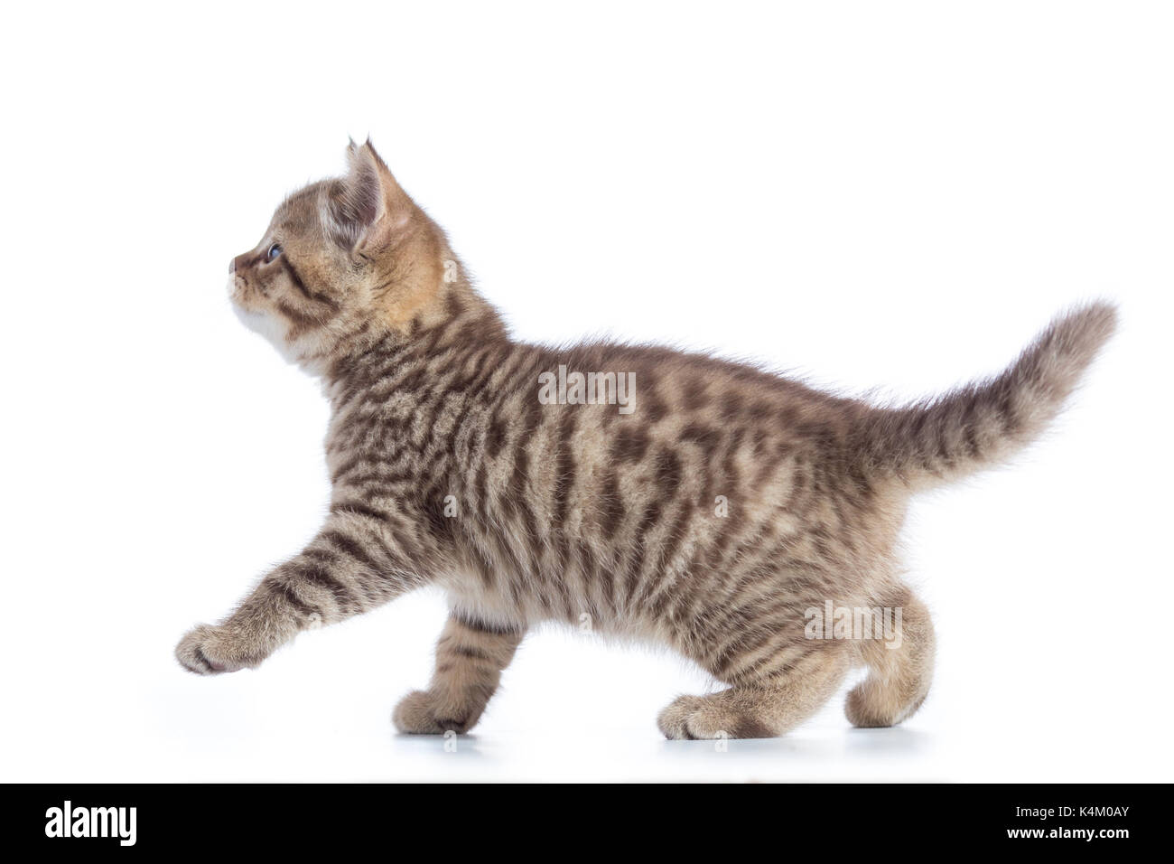 Young cat side view. Walking tabby kitten isolated on white background ...