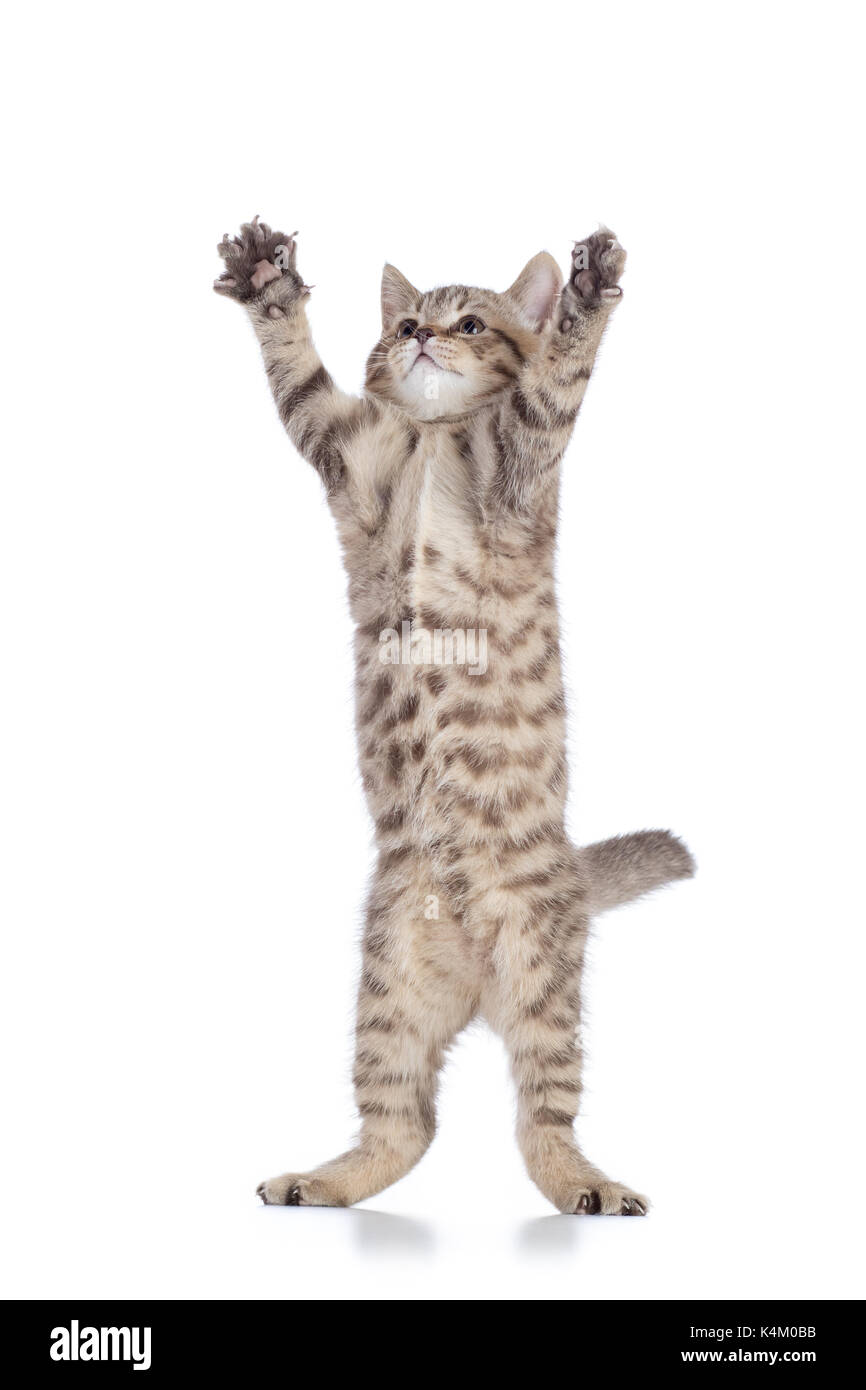Tabby cat kitten leaping isolated on white background Stock Photo - Alamy
