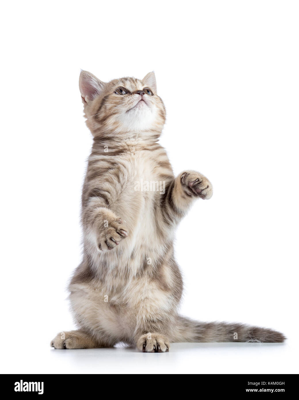 playful standing kitten cat isolated on white Stock Photo - Alamy