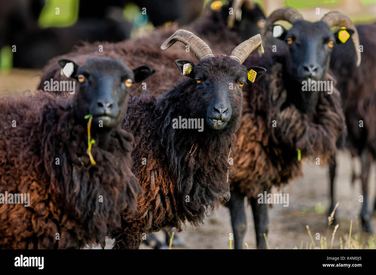 A Hebridean Sheep Stock Photos & A Hebridean Sheep Stock Images - Alamy