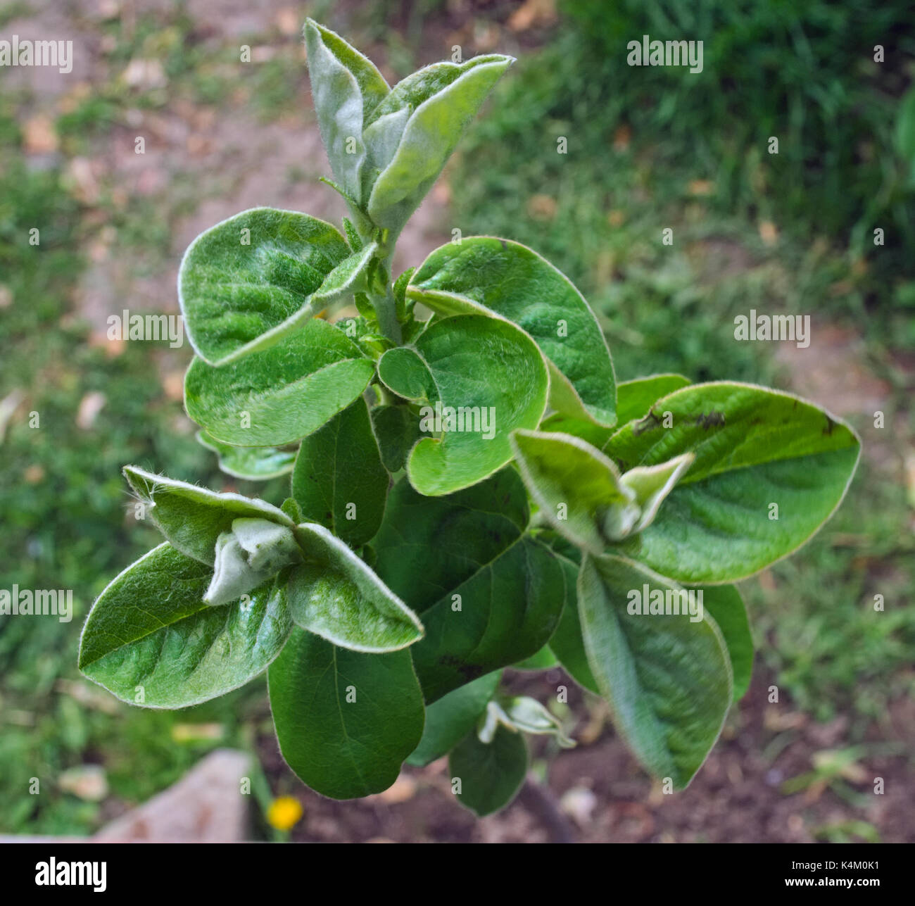 Quince growing hi-res stock photography and images - Alamy