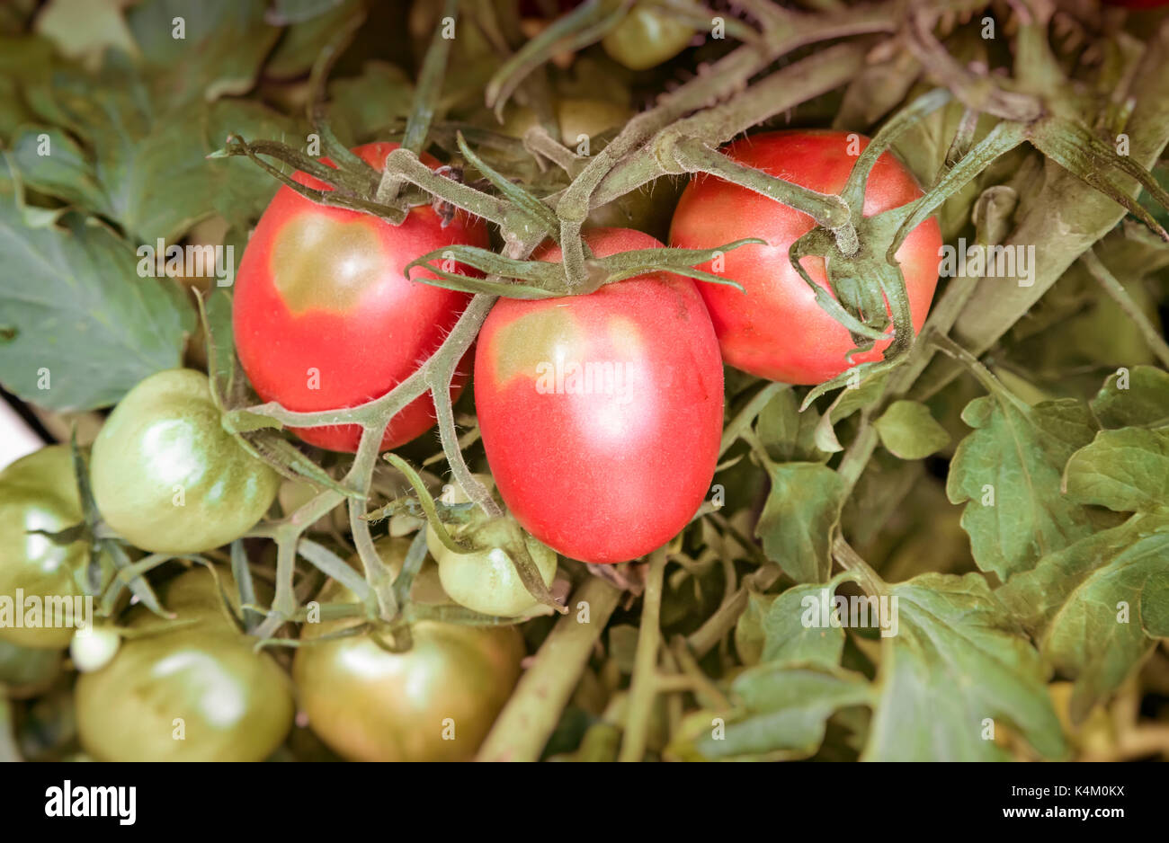 Tomatoes ripen on the branches of a Bush Stock Photo - Alamy