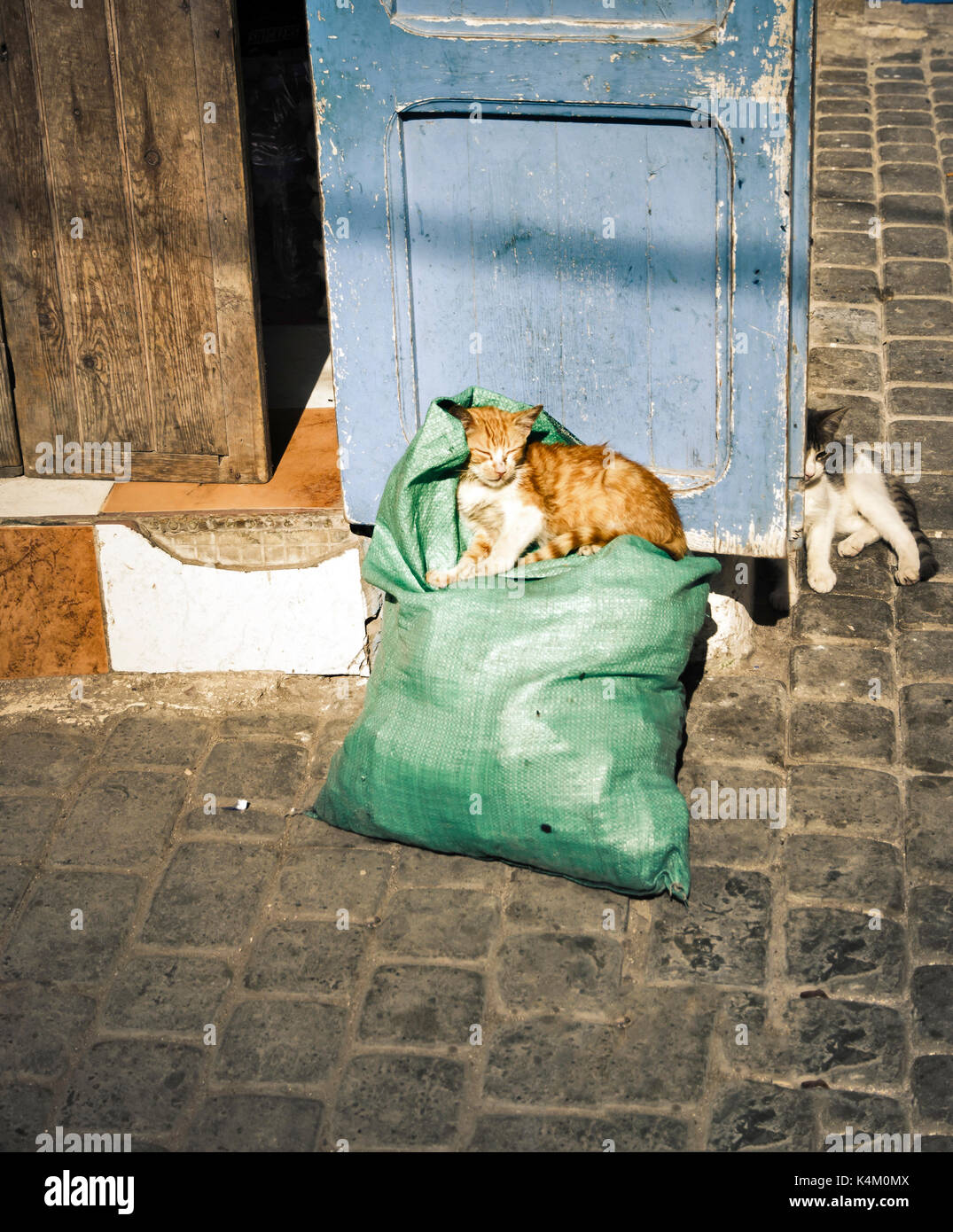 Shy tabby stray cat hi-res stock photography and images - Alamy