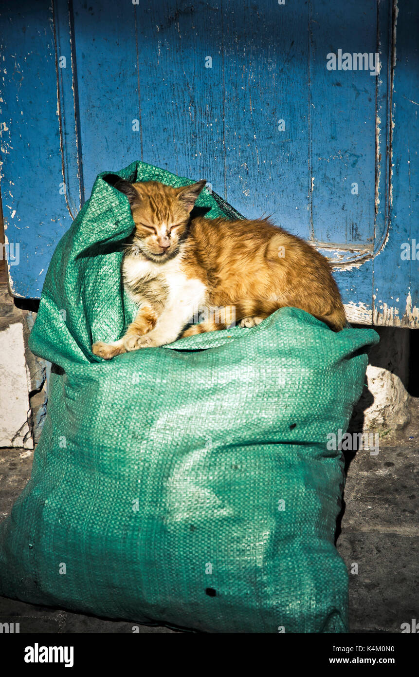Shy tabby stray cat hi-res stock photography and images - Alamy