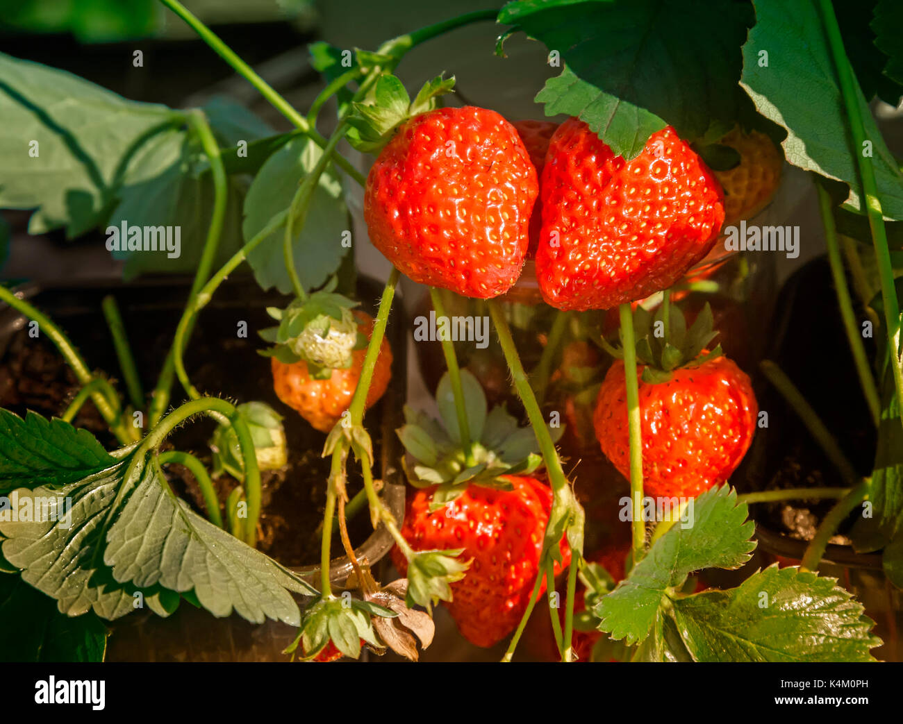 Group several organic strawberries hi-res stock photography and images ...
