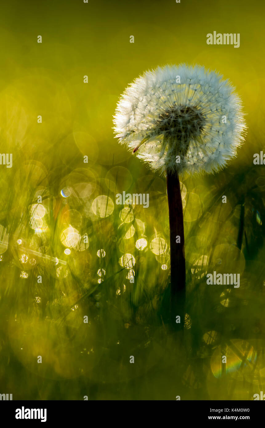 Sparkly detail hi-res stock photography and images - Alamy