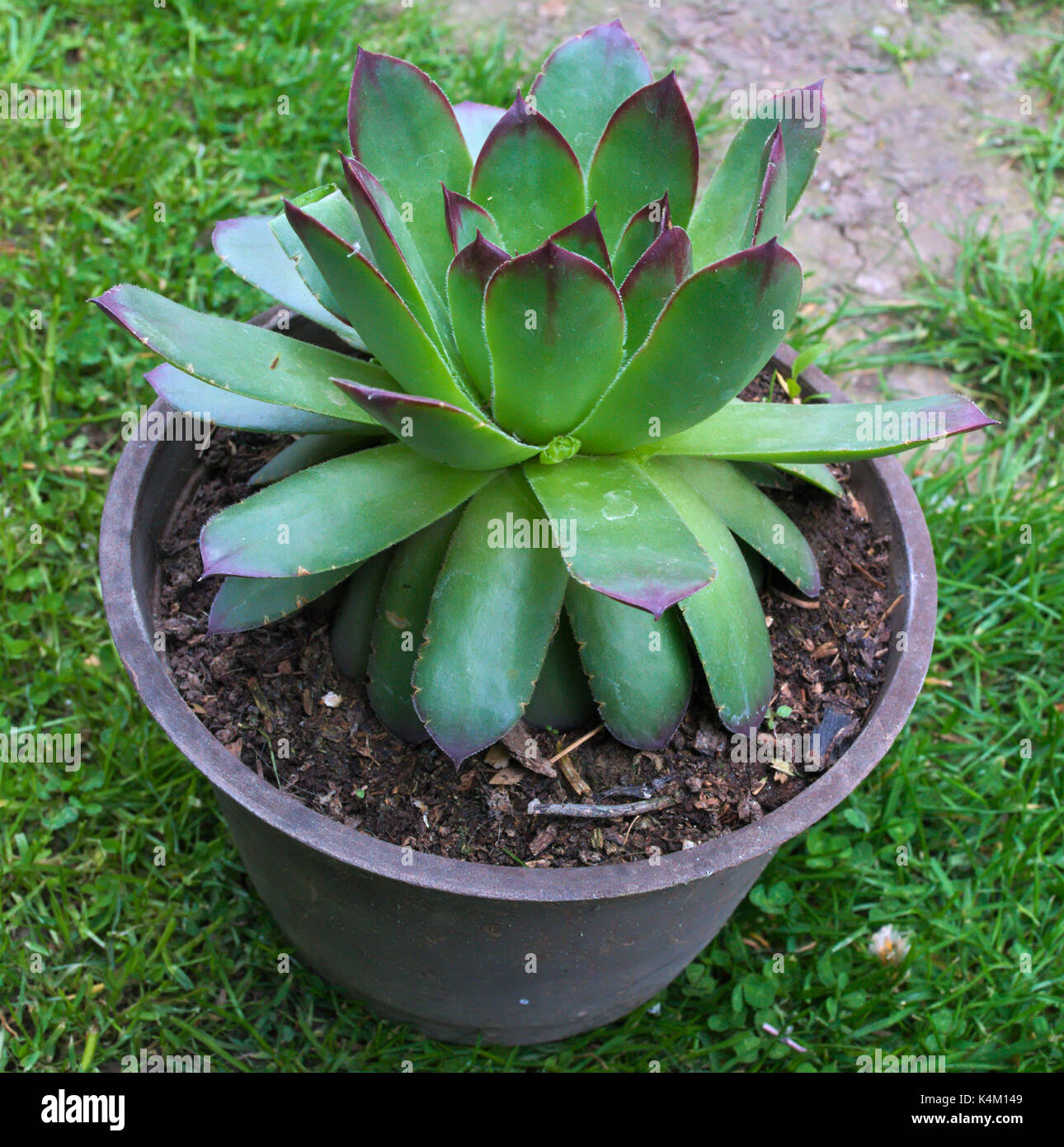 Keeper of botany hi-res stock photography and images - Alamy