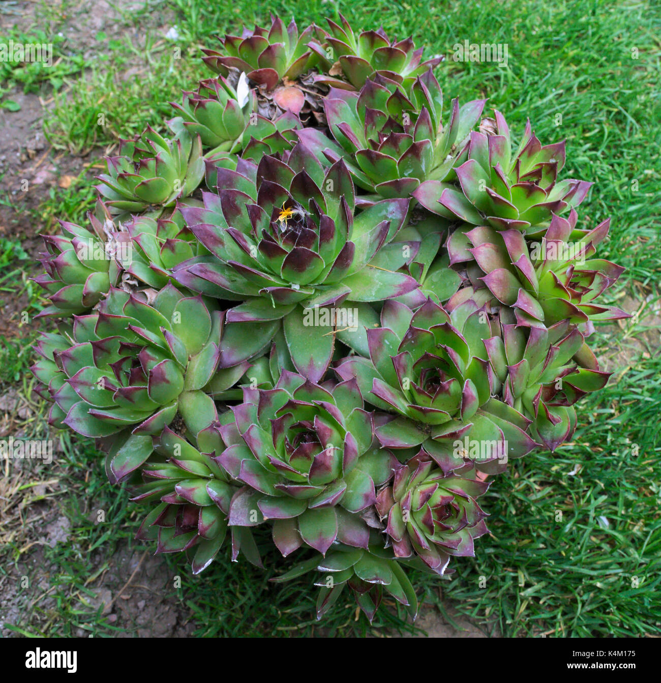 Abundance of house keeper plants in one flowerpot Stock Photo - Alamy