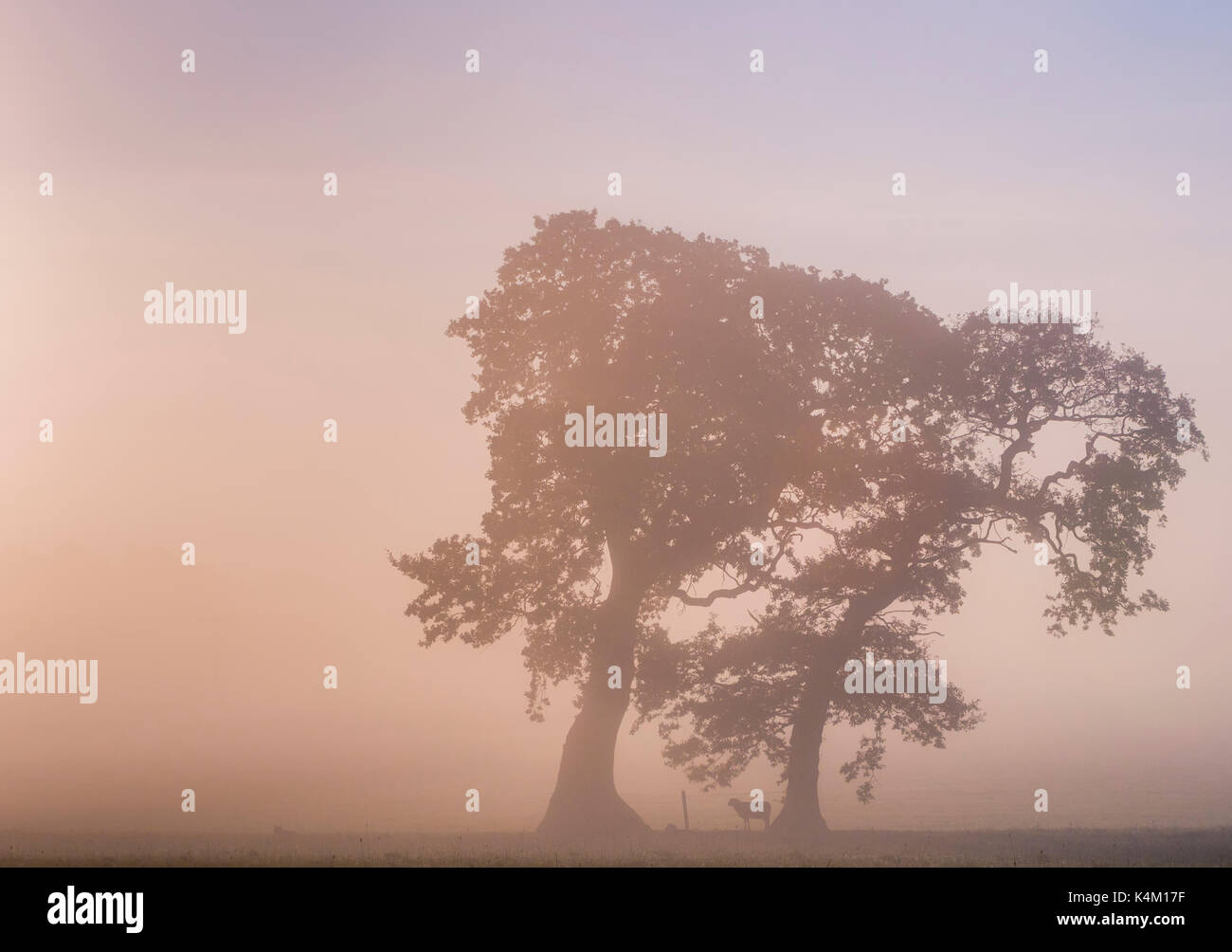 Space between trees hi-res stock photography and images - Alamy