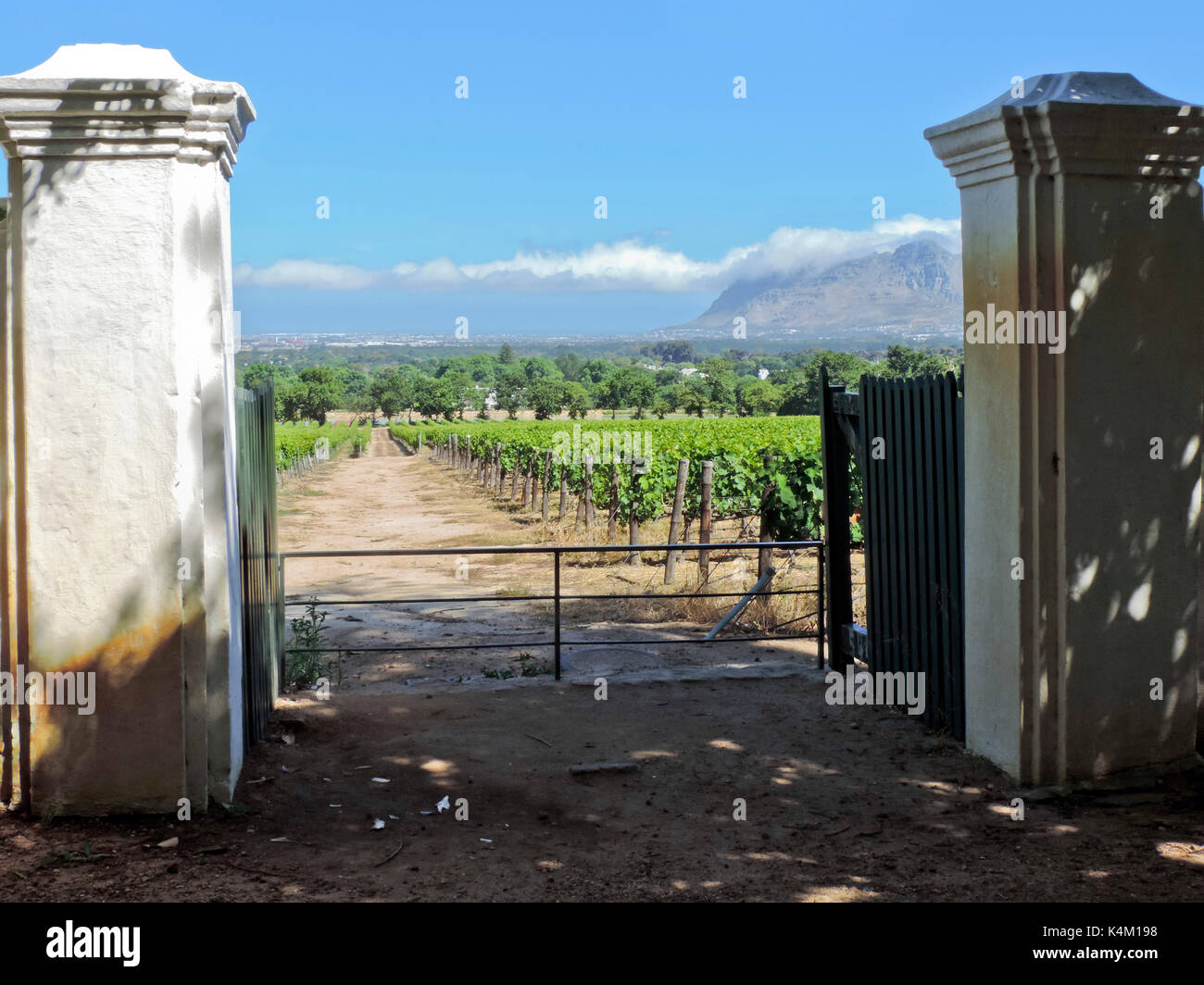 SCENIC VIEW OF GRAPEVINES THROUGH GATE PILLARS AT GROOT CONSTANTIA ...