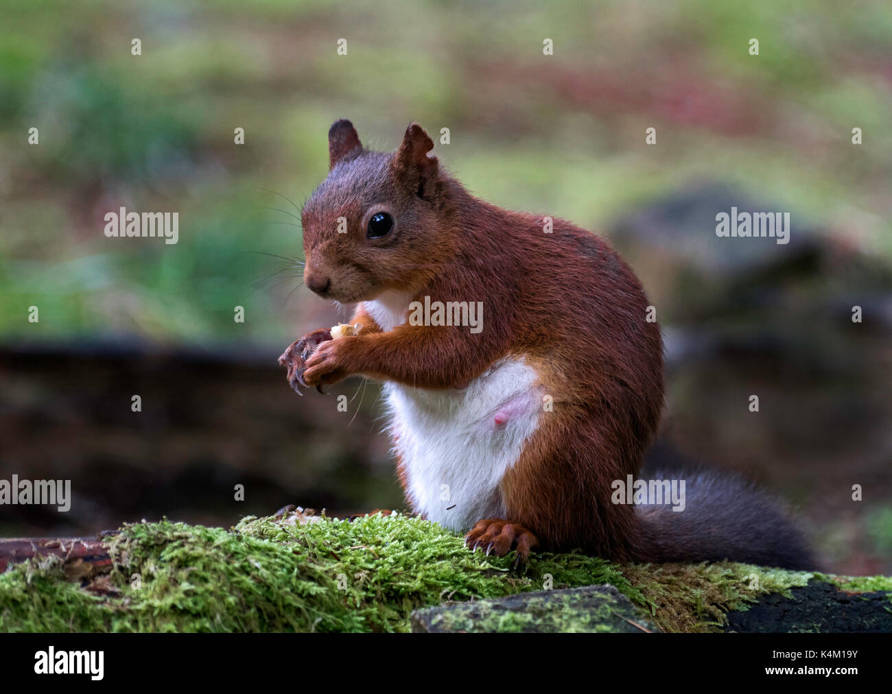 Sciurus vulgaris squirrel hi-res stock photography and images - Alamy