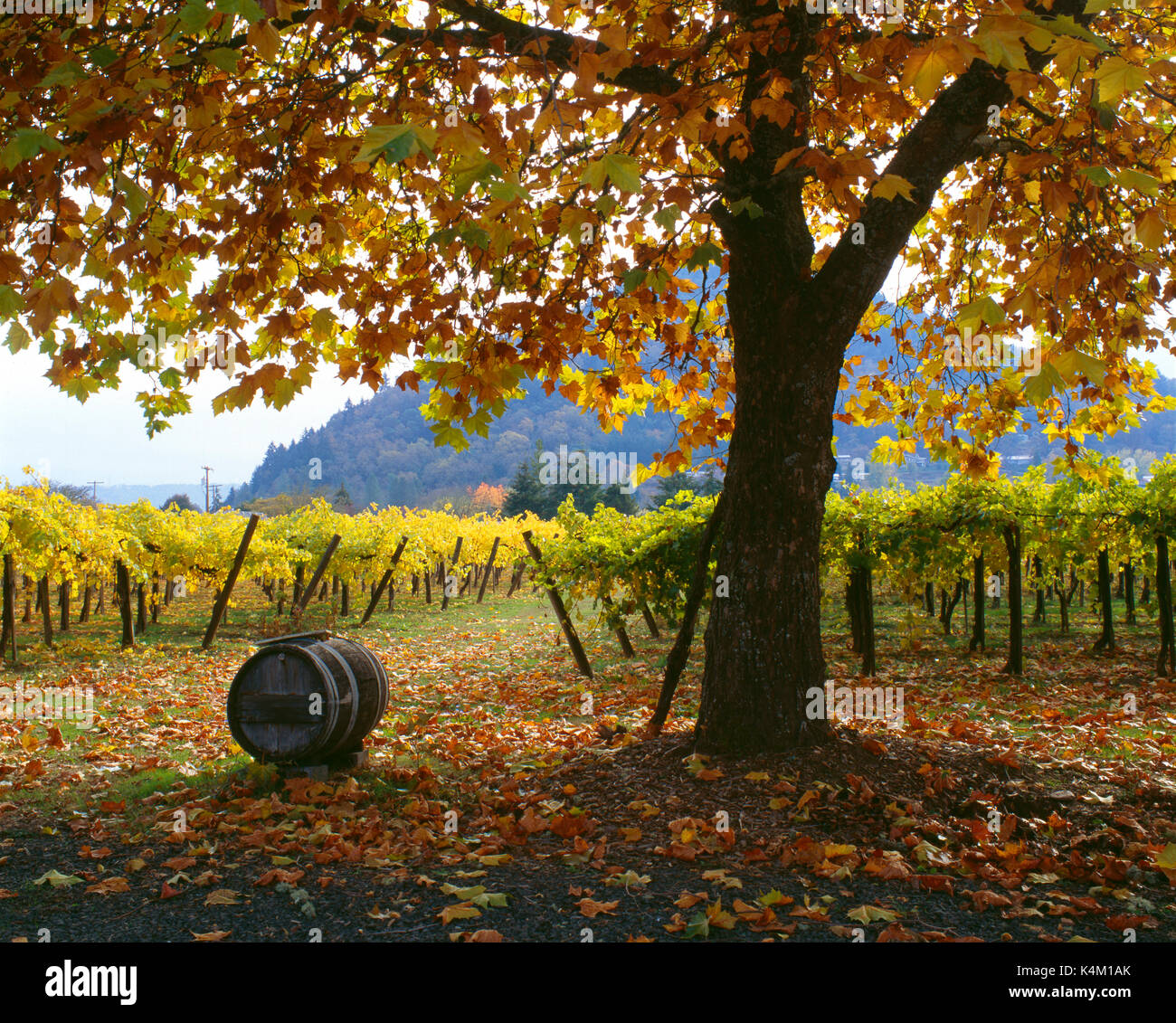 Vineyard oregon hi-res stock photography and images - Alamy