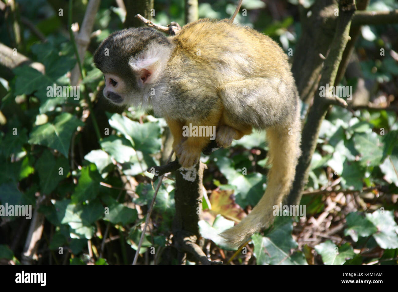 A squirrel monkey in a zoo in France Stock Photo - Alamy