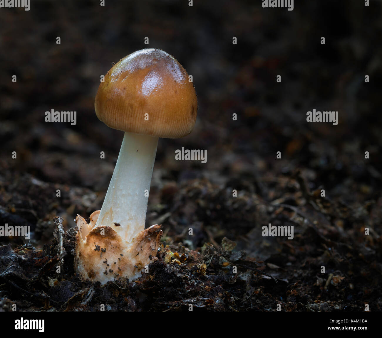 Amanita fulva (Tawny Grisette Stock Photo - Alamy