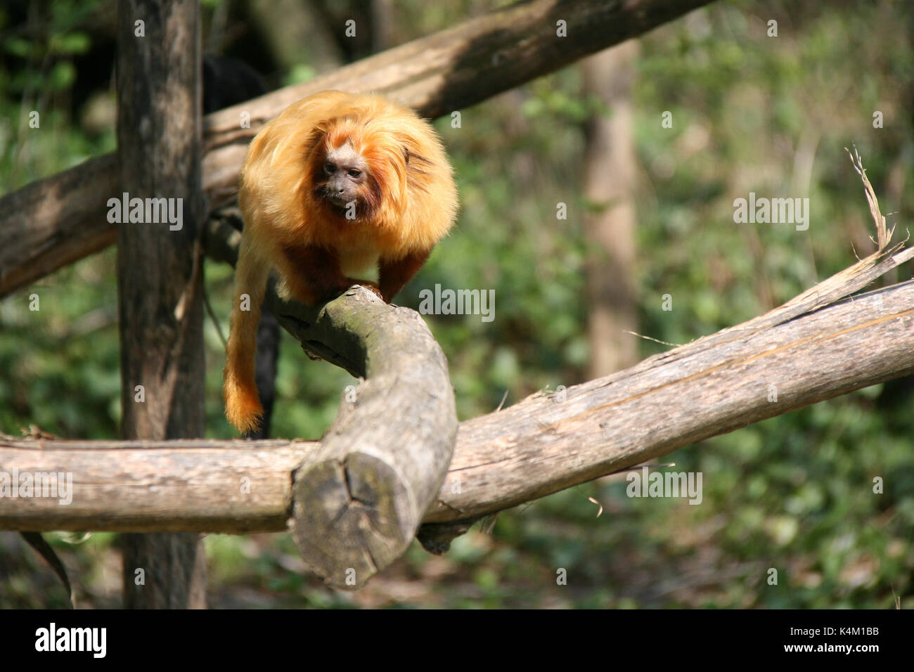 Marmoset enclosure hi-res stock photography and images - Alamy