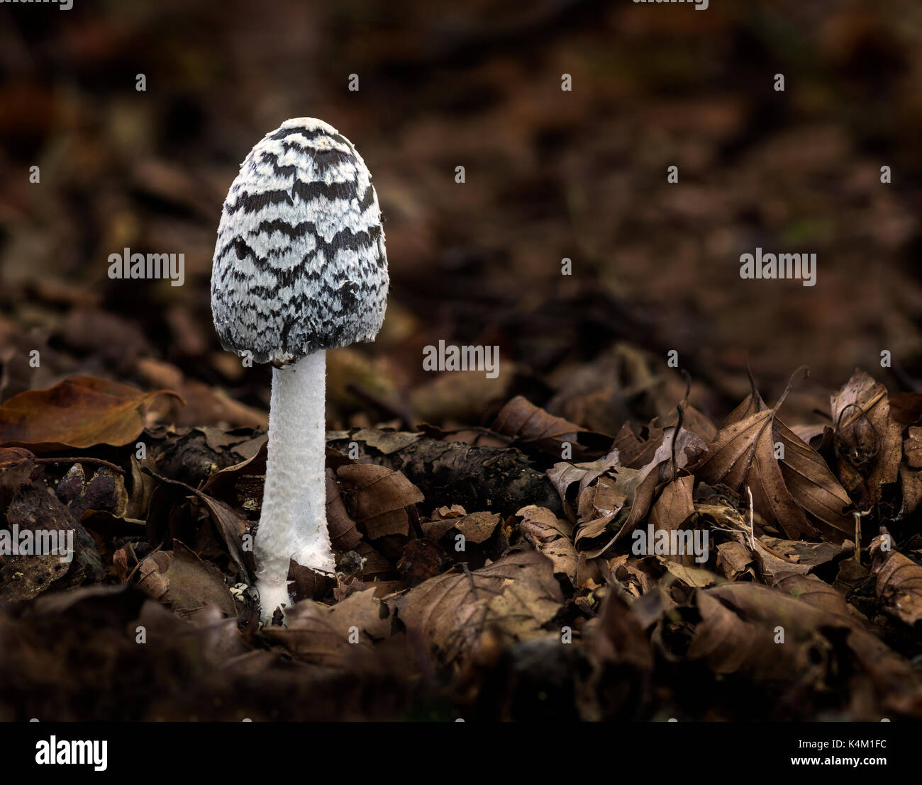 Magpie inkcap hi-res stock photography and images - Alamy