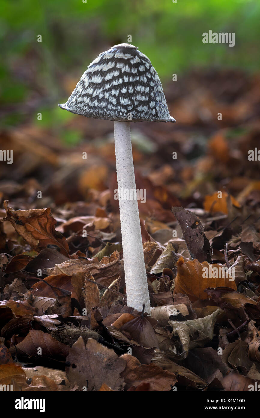 Magpie inkcap hi-res stock photography and images - Alamy